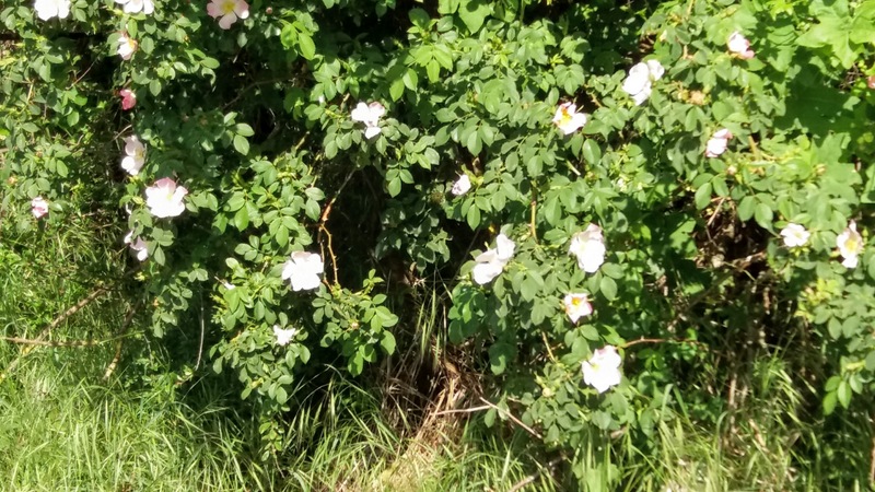 Röslein, Röslein rot….. – Le blog de Passiflore