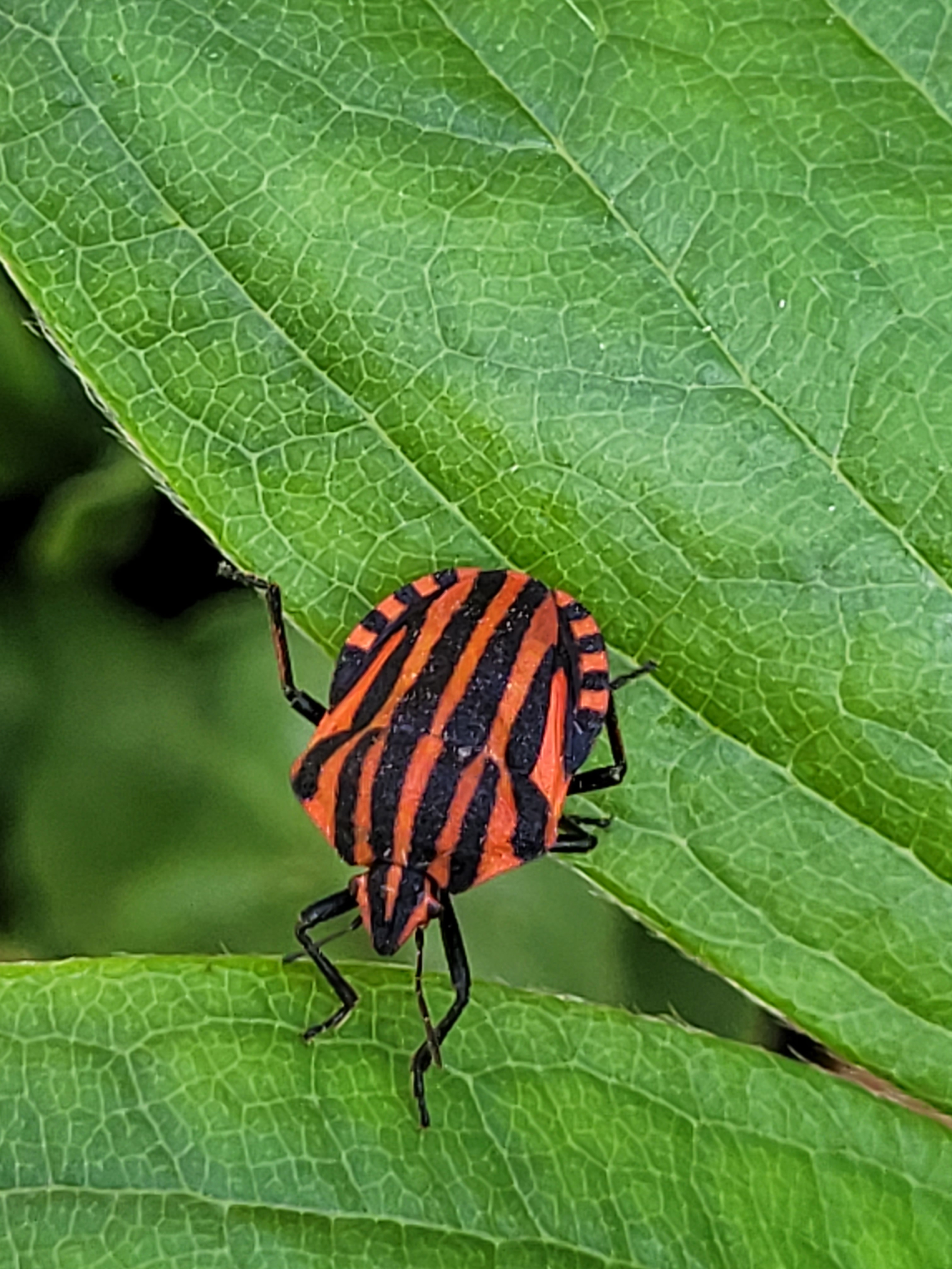C’est quoi cette bestiole? – Le blog de Passiflore